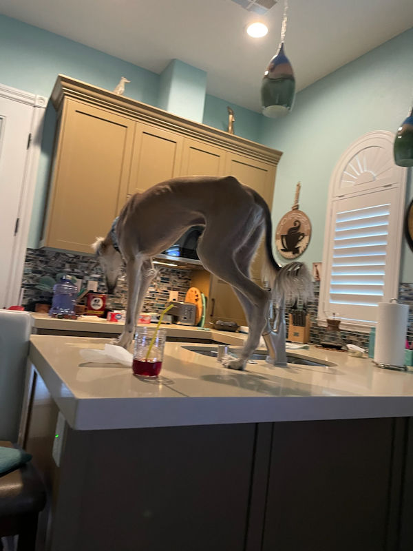 STOLA - Saluki Tree of Life Alliance, Inc.