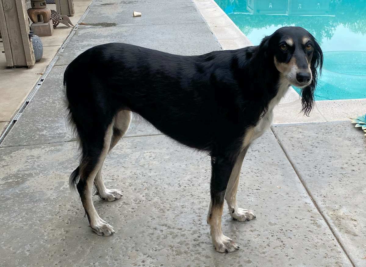 STOLA - Saluki Tree of Life Alliance, Inc.