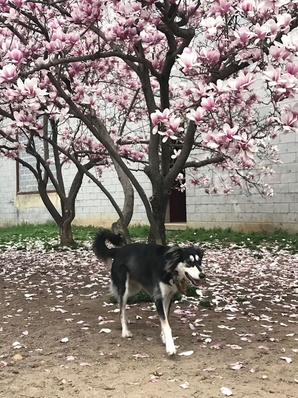 STOLA - Saluki Tree of Life Alliance, Inc.