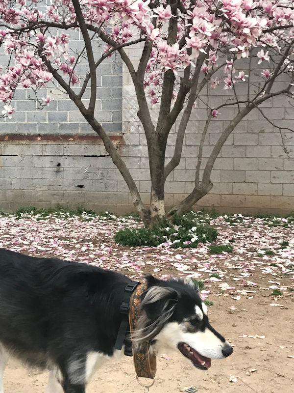 STOLA - Saluki Tree of Life Alliance, Inc.