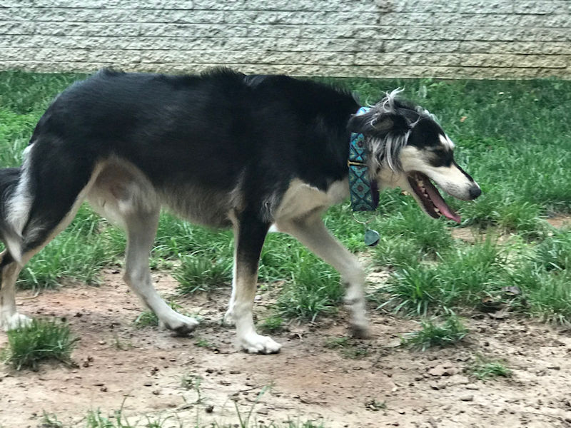 STOLA - Saluki Tree of Life Alliance, Inc.