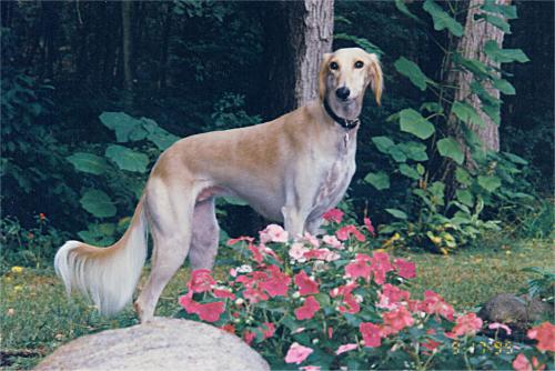 STOLA - Saluki Tree of Life Alliance To Our Loved Ones